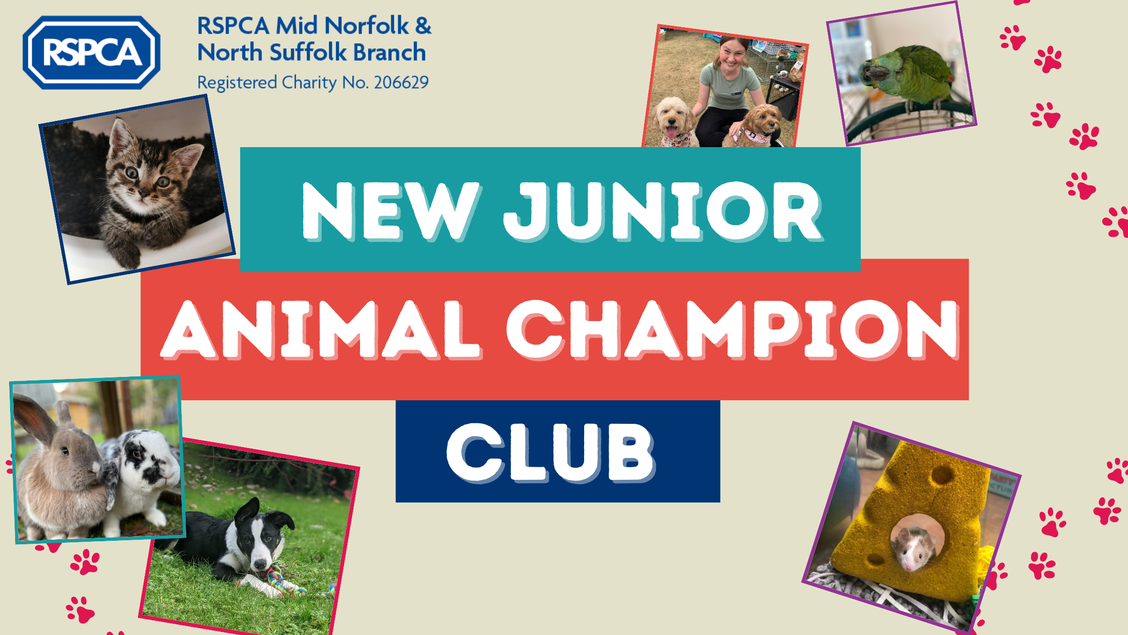 Become an Animal Champion - Norfolk Chamber of Commerce